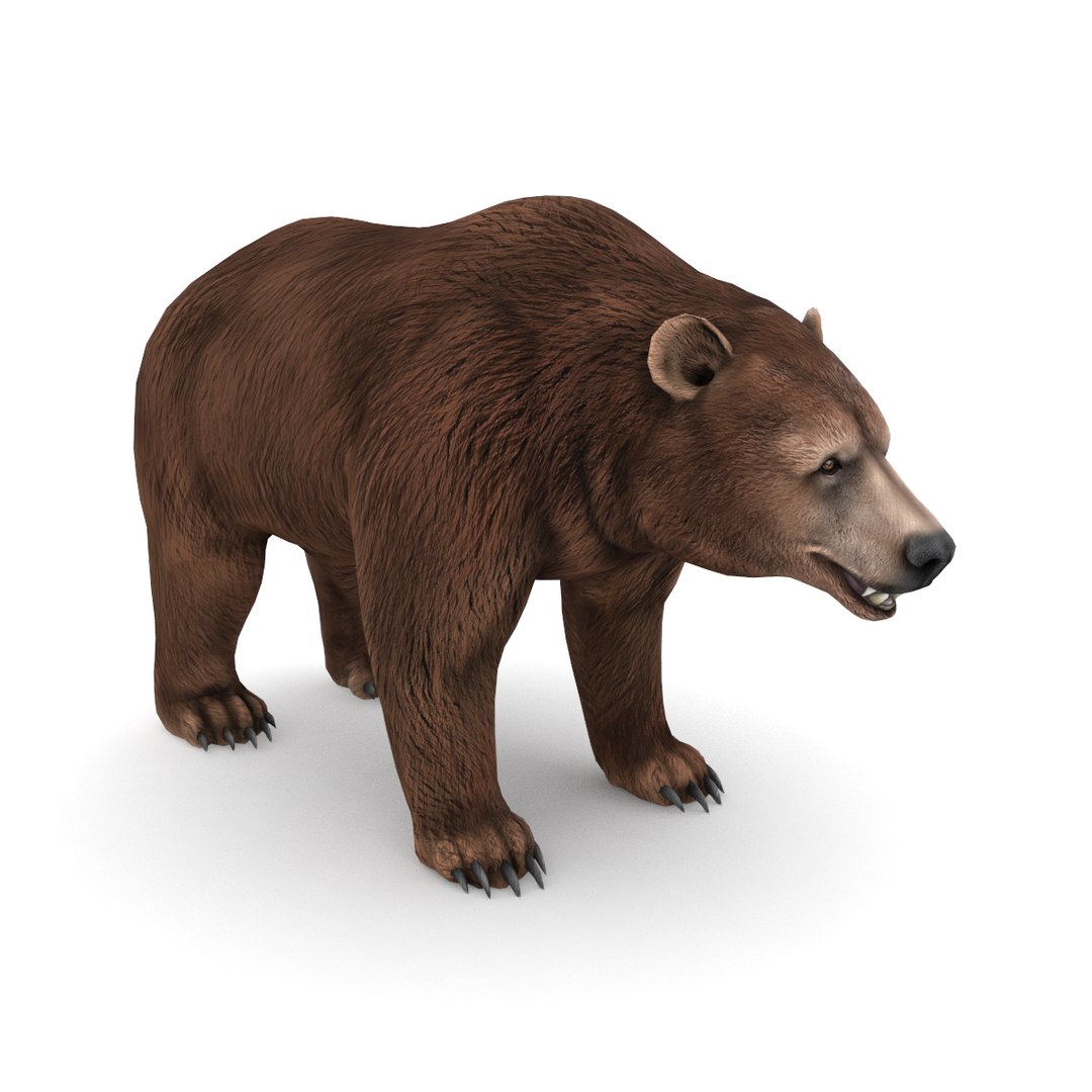 3D Brown Bear - TurboSquid 1396819
