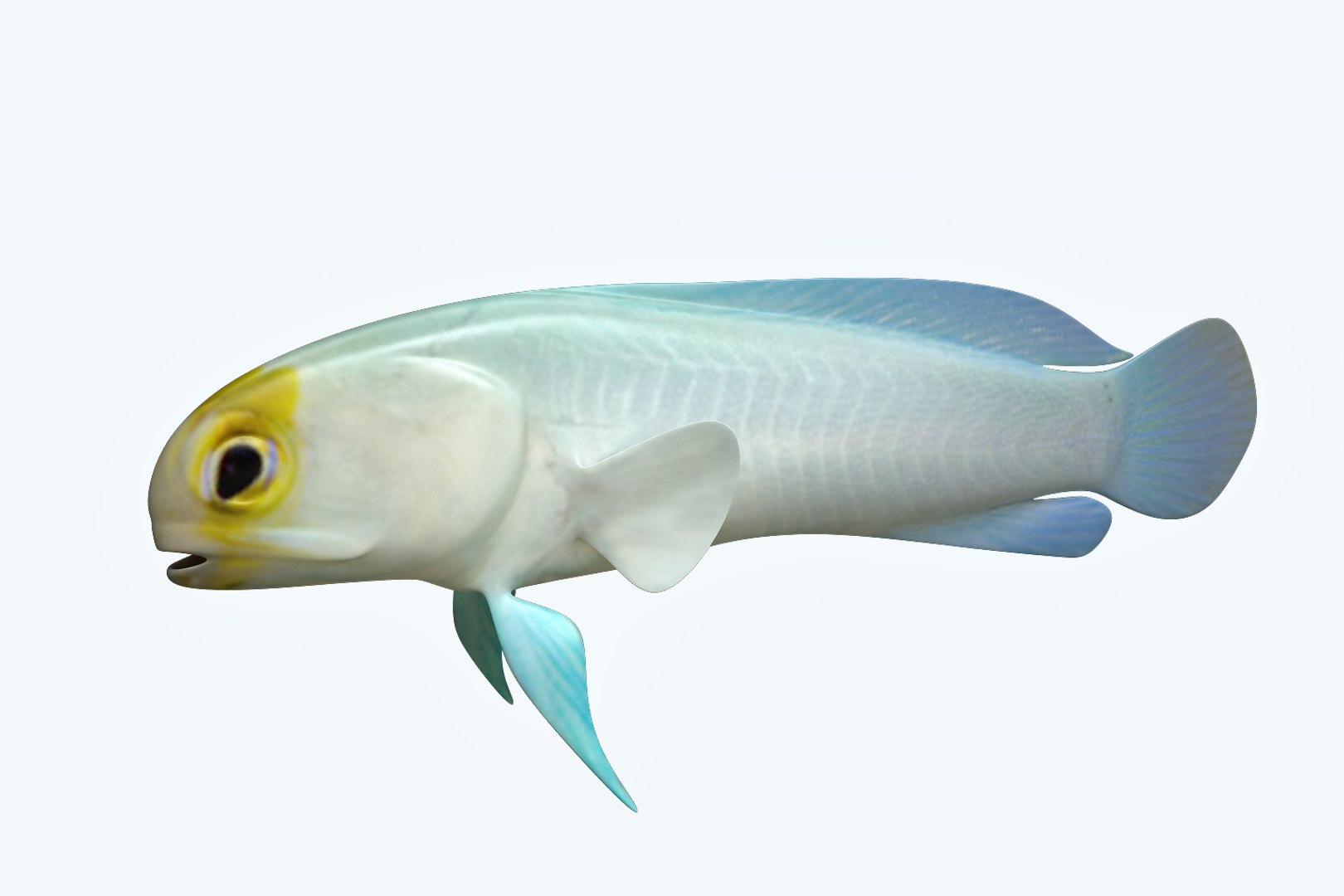 3D model yellow head fish - TurboSquid 1206213