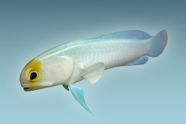 3D model yellow head fish - TurboSquid 1206213