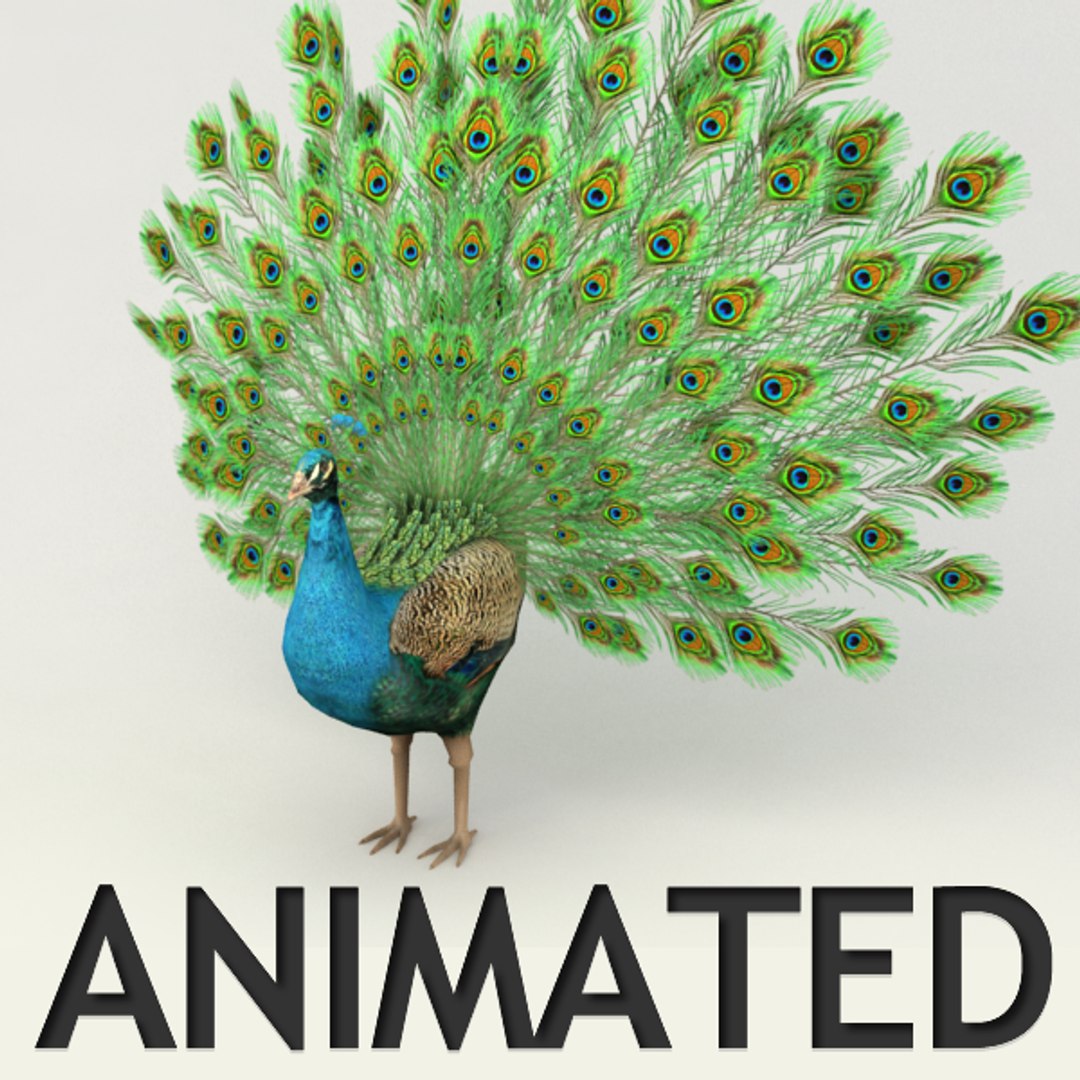 Rigged Peacock Animation 3d Max