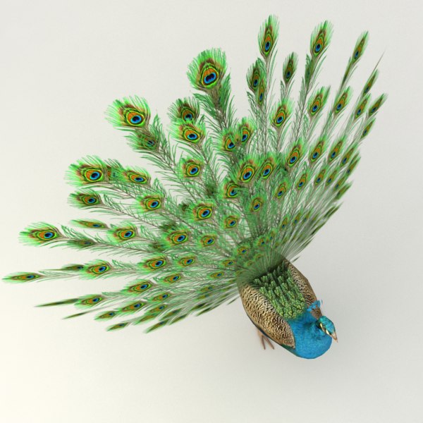 rigged peacock animation 3d max