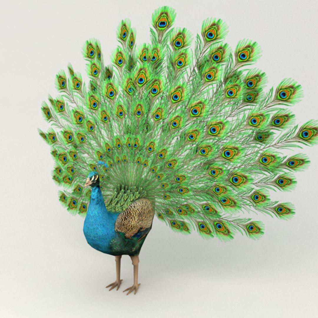 Rigged Peacock Animation 3d Max