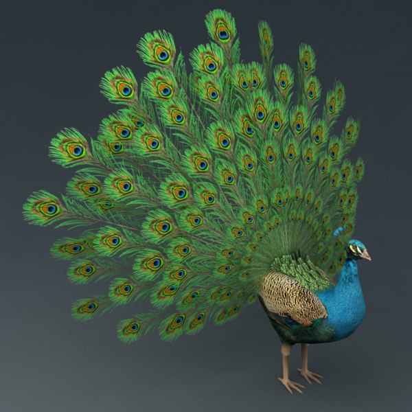 rigged peacock animation 3d max