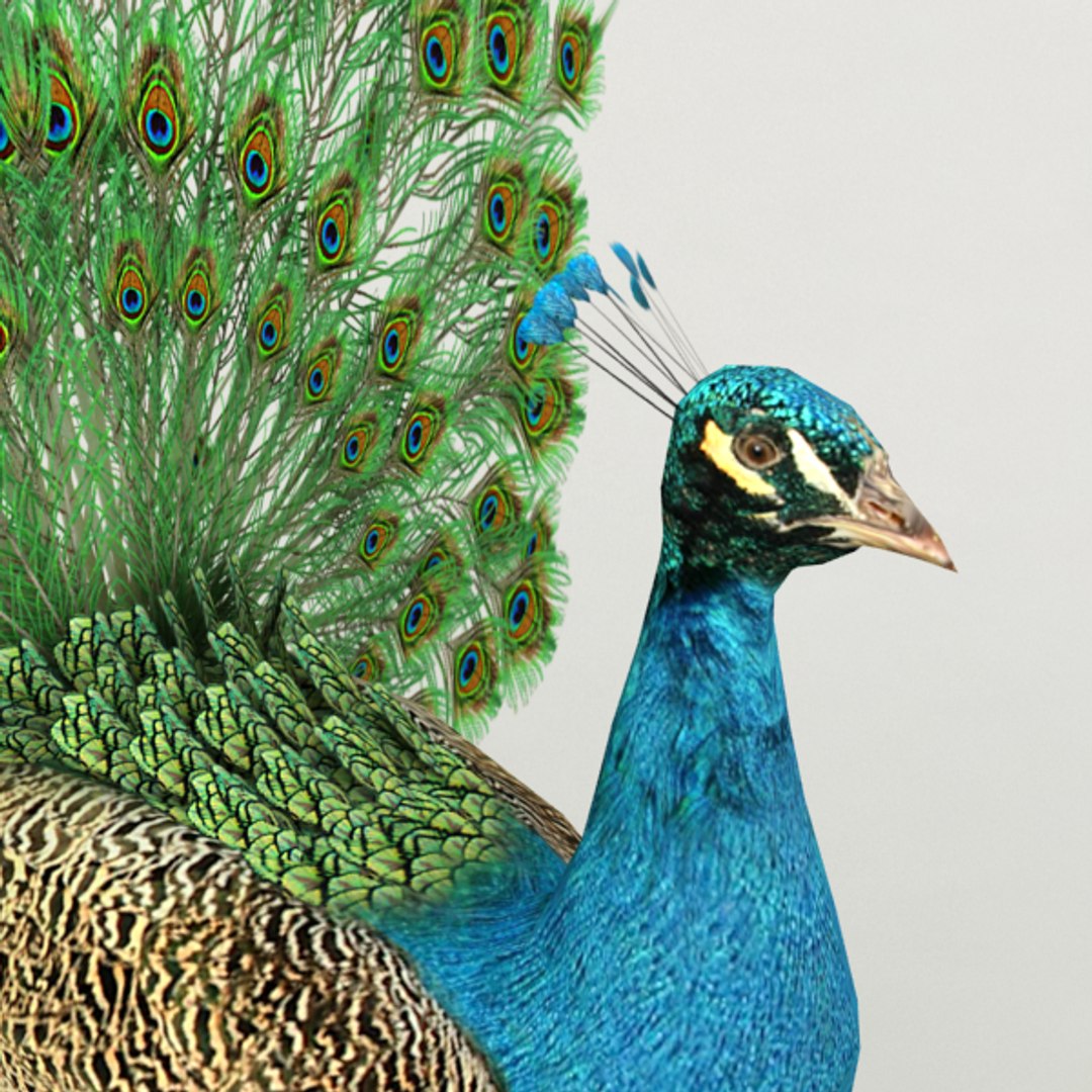 Rigged Peacock Animation 3d Max