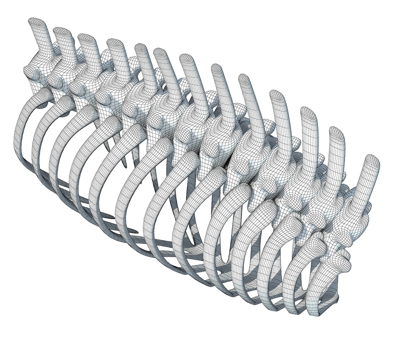 3D Animal Rib Cage Model - TurboSquid 1177752