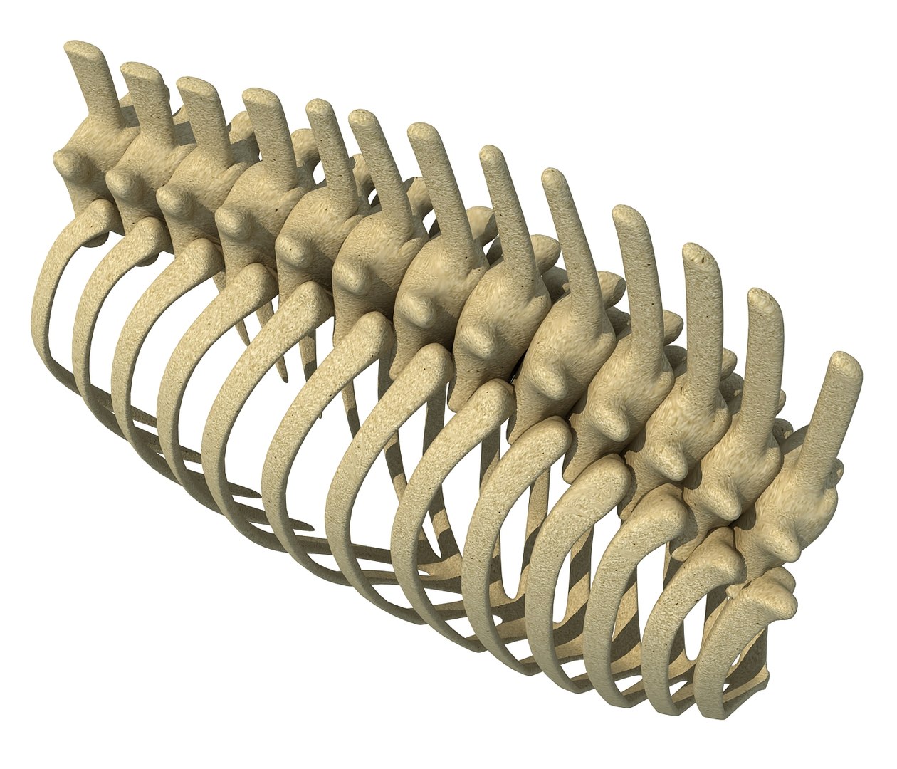 3D Animal Rib Cage Model - TurboSquid 1177752