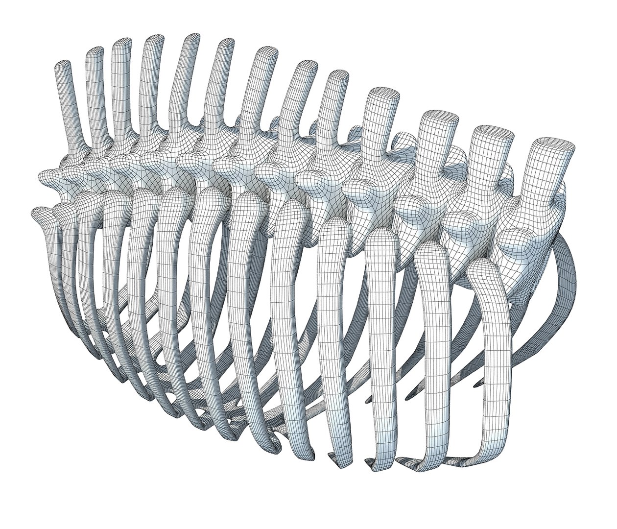 3D Animal Rib Cage Model - TurboSquid 1177752