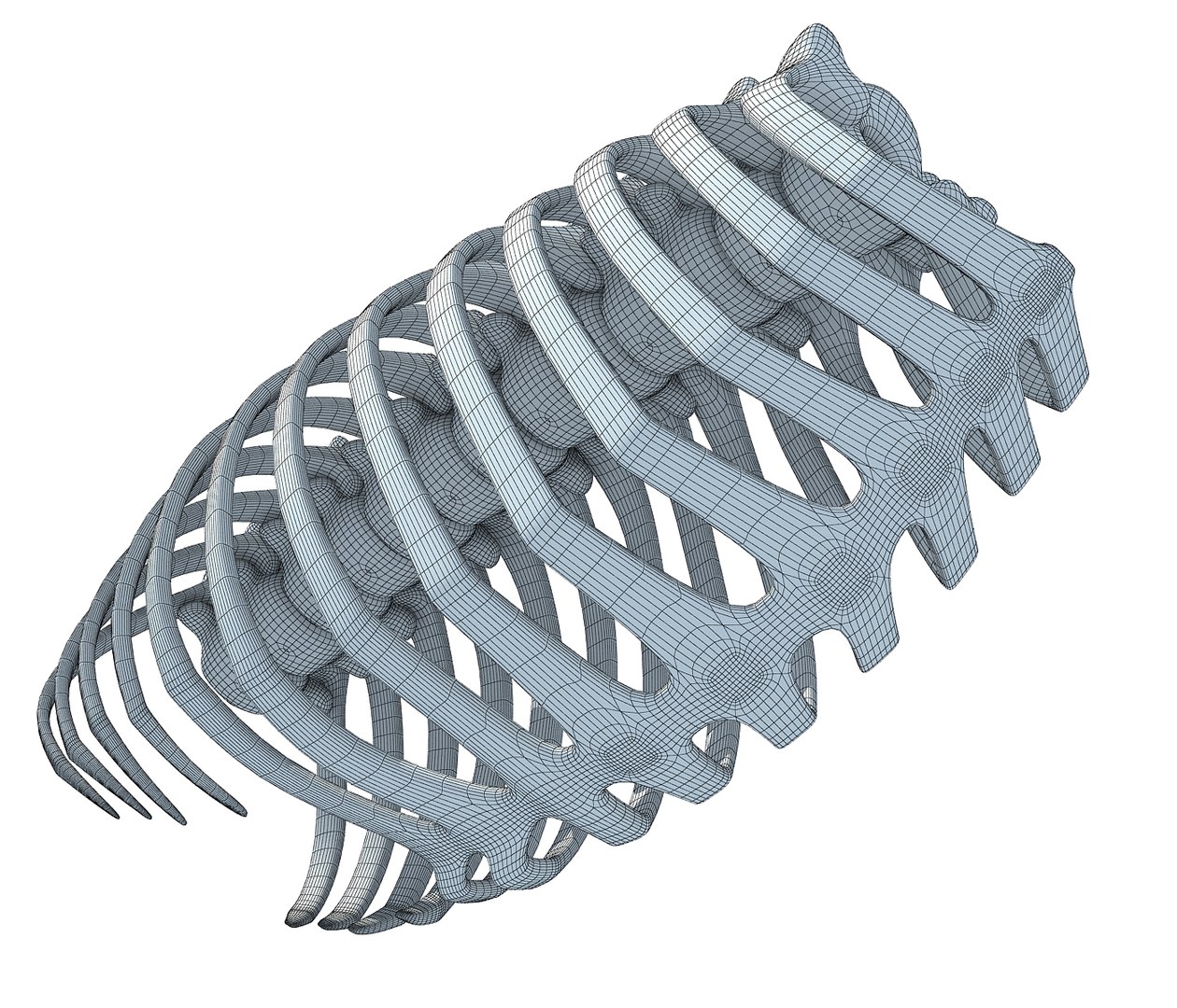 3D Animal Rib Cage Model - TurboSquid 1177752