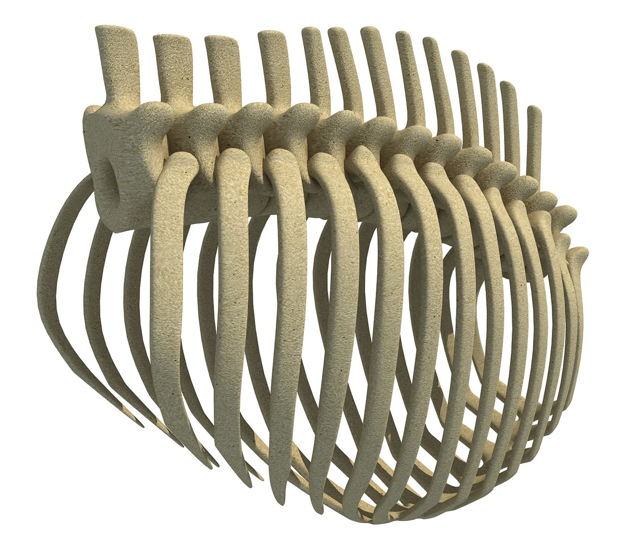 3D Animal Rib Cage Model - TurboSquid 1177752