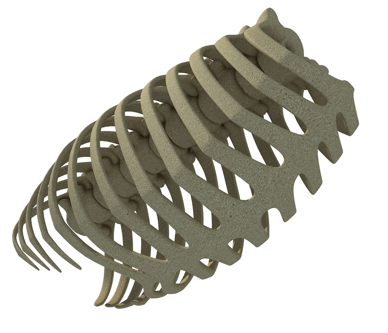 3D Animal Rib Cage Model - TurboSquid 1177752