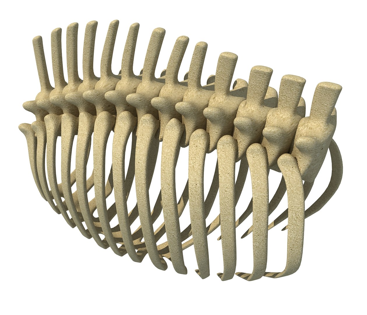 3D Animal Rib Cage Model - TurboSquid 1177752