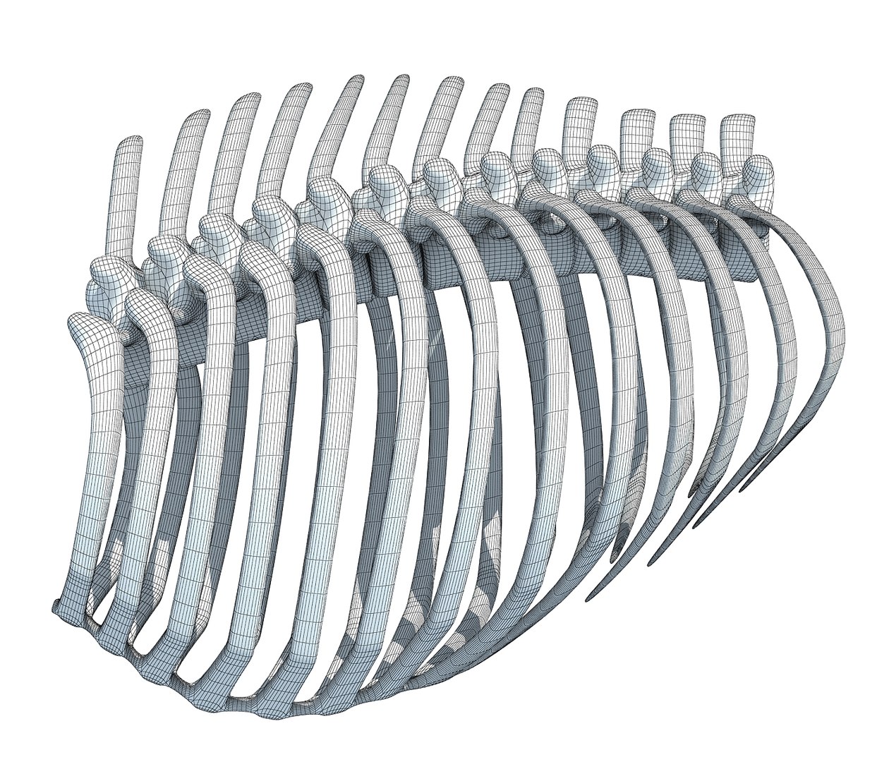 3D Animal Rib Cage Model - TurboSquid 1177752