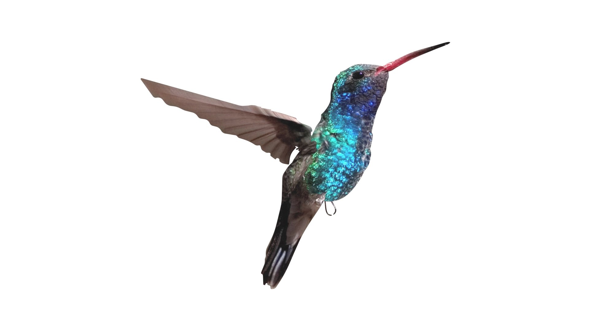 Colibri Model - TurboSquid 1923325