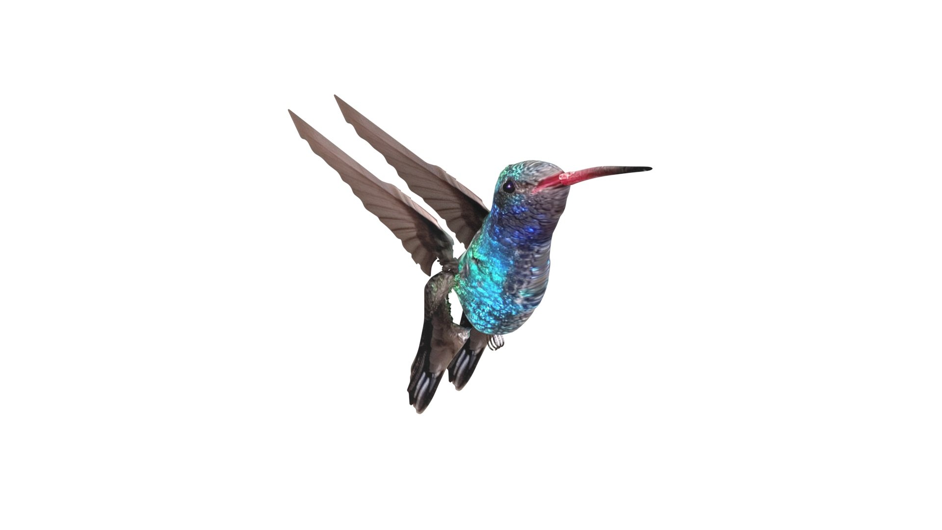 Colibri Model - TurboSquid 1923325