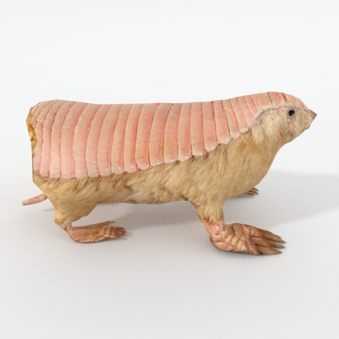 Pink armadillo 3D - TurboSquid 1394963