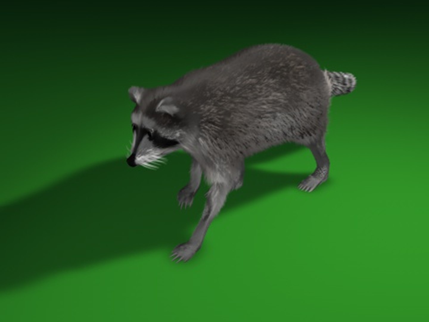 3d Raccoon Animation