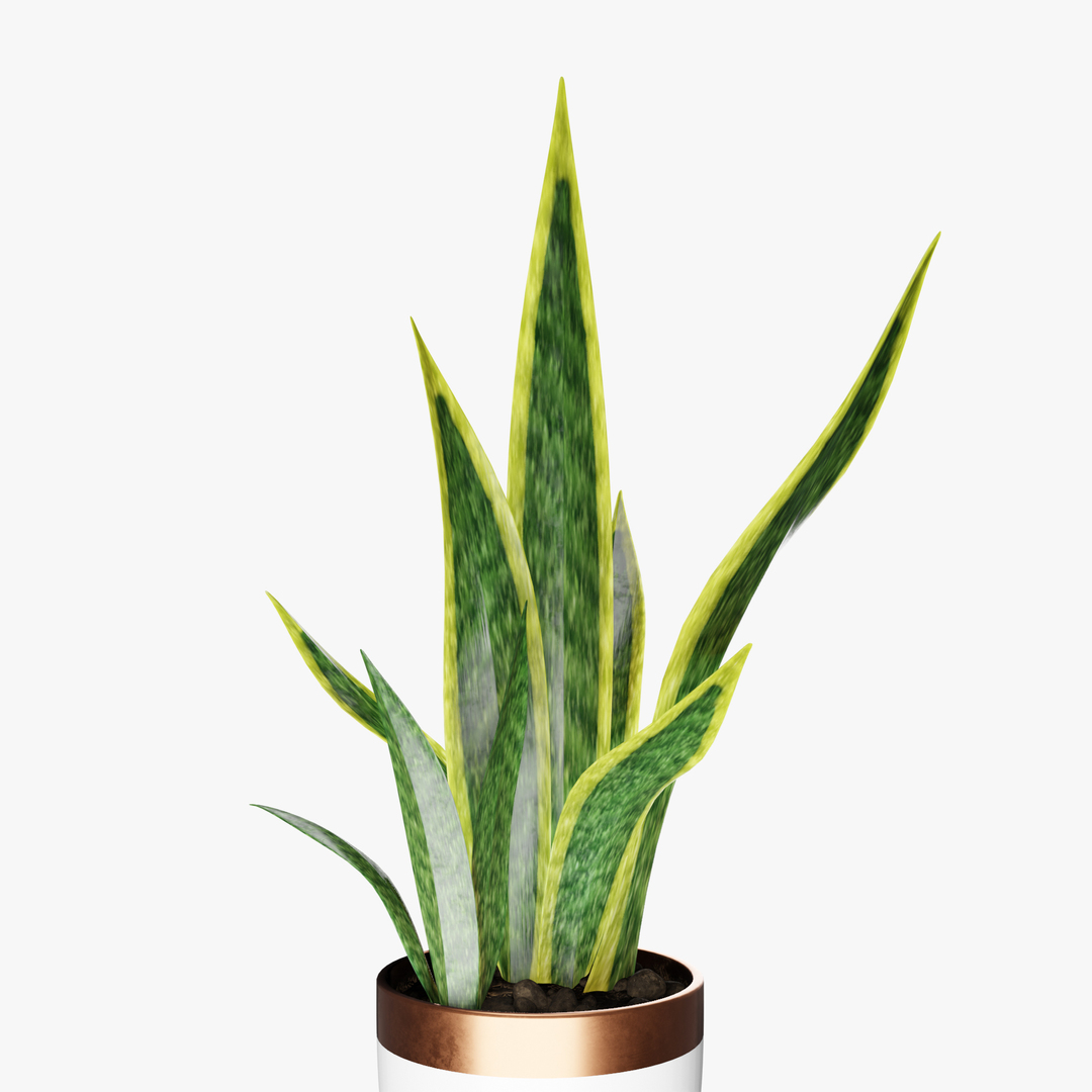 Snake plant 3D model - TurboSquid 1567754