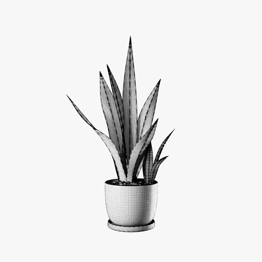 Snake plant 3D model - TurboSquid 1567754