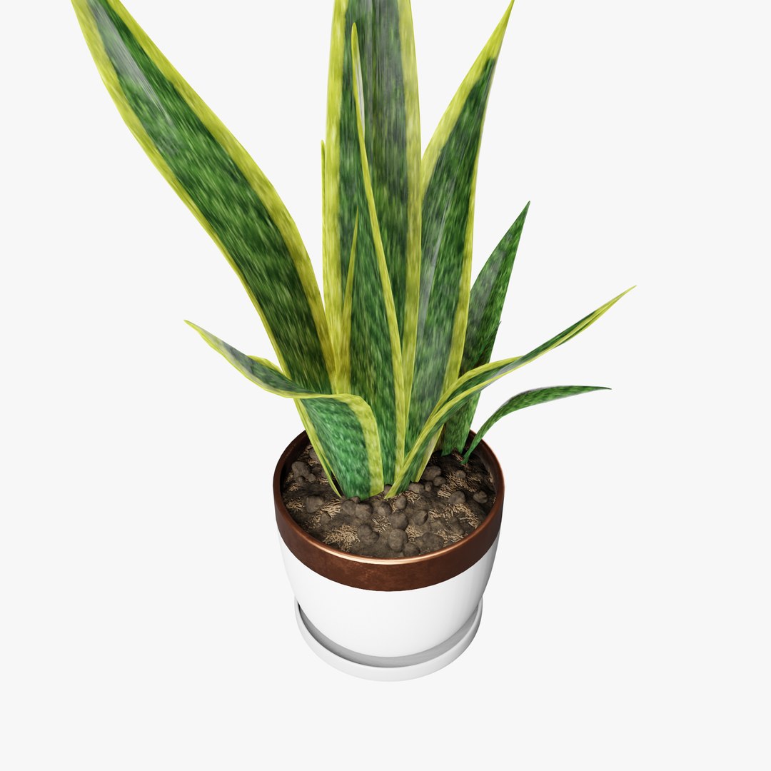 Snake Plant 3D Model - TurboSquid 1567754
