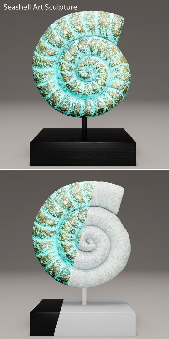 ammonite shell max