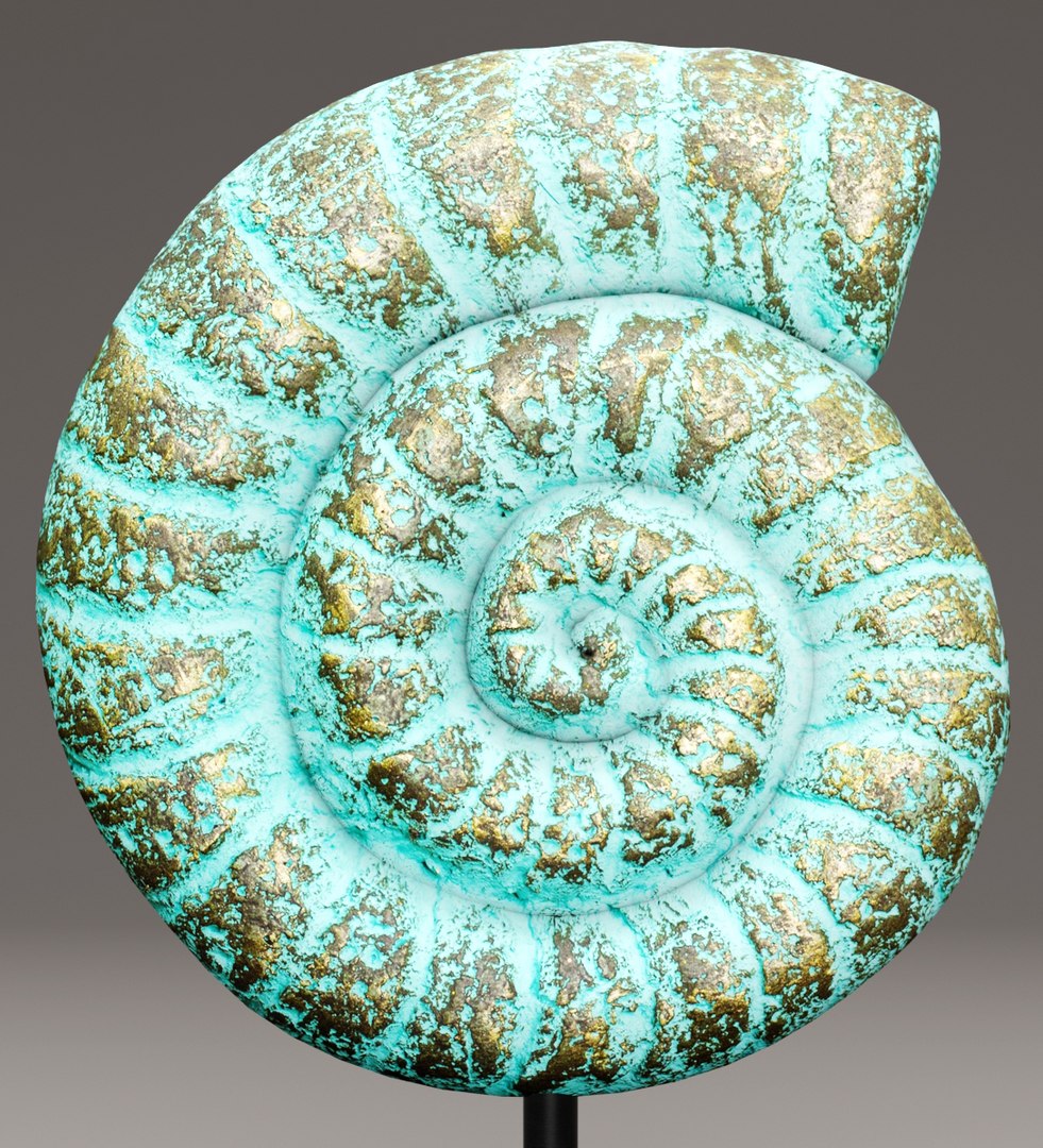 ammonite shell max