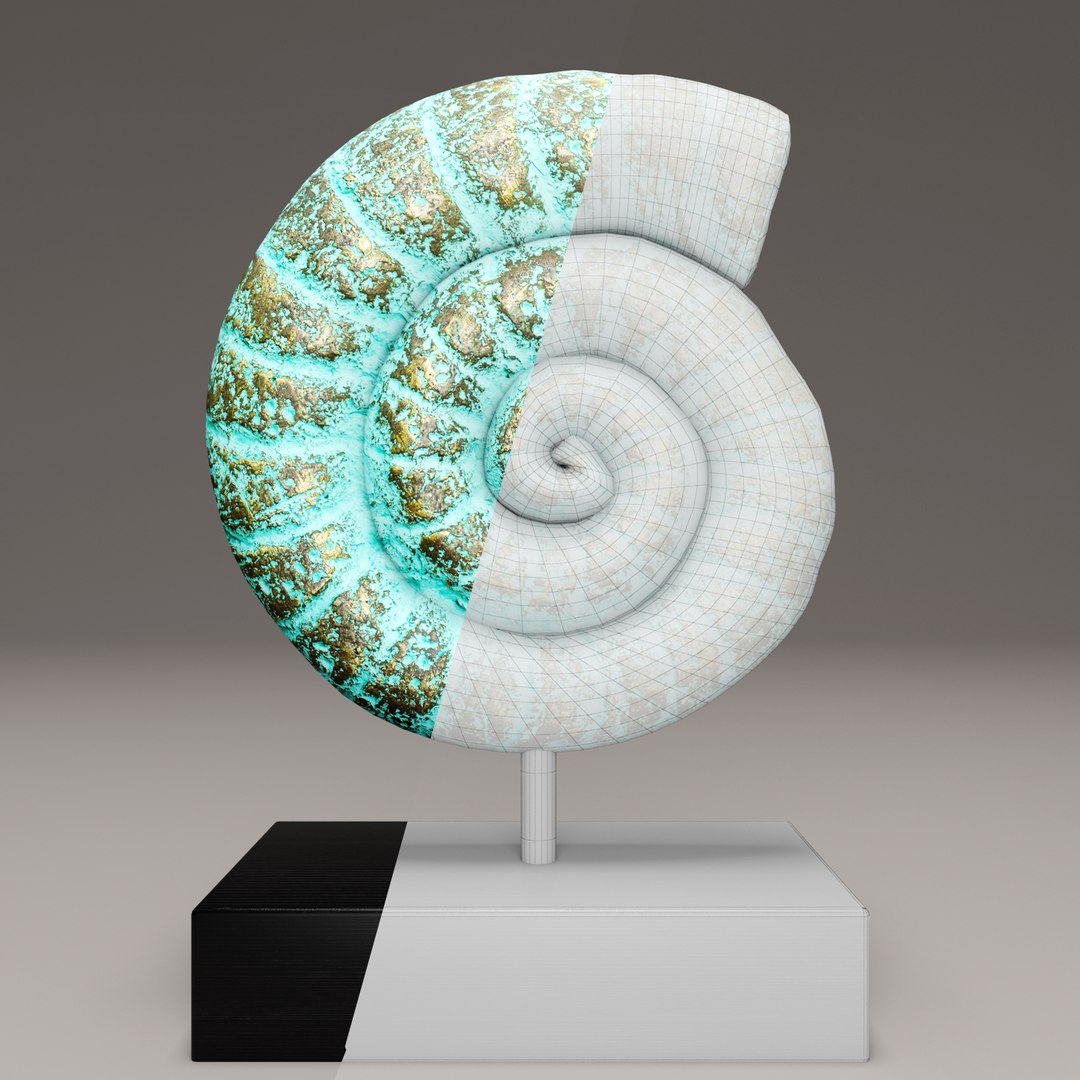 ammonite shell max