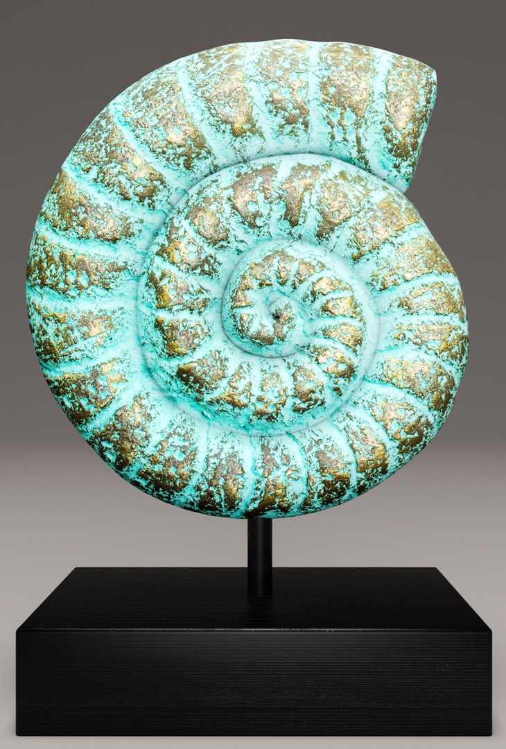 ammonite shell max