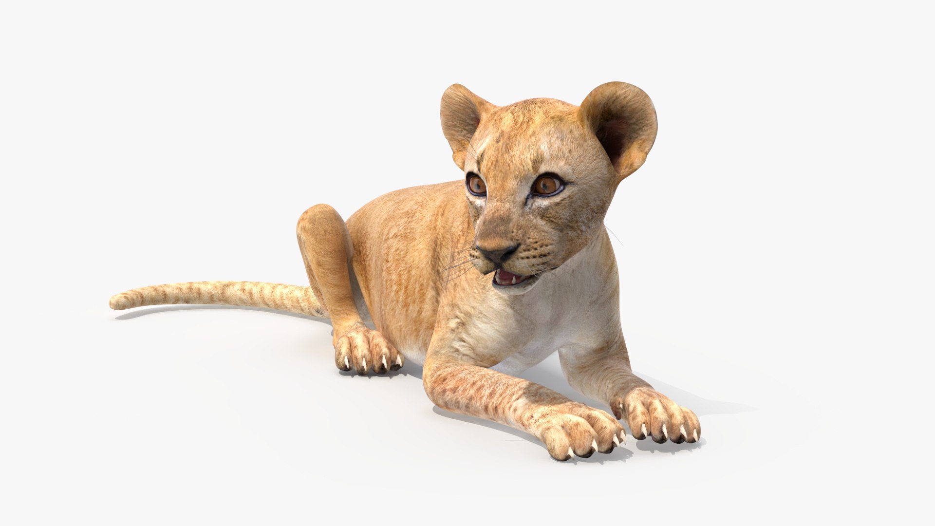 3D Lion Cub Lying Down - TurboSquid 2335578