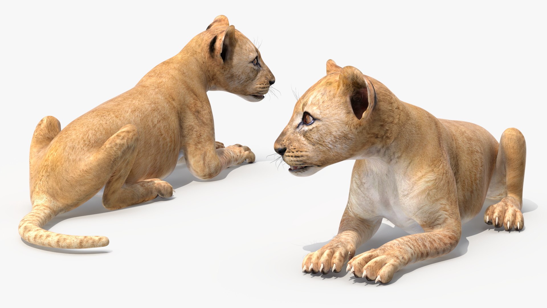 3D Lion Cub Lying Down - TurboSquid 2335578