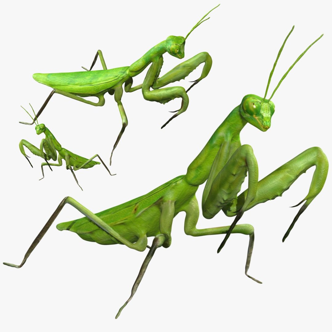 3D Rigged Praying Mantis model - TurboSquid 1780320