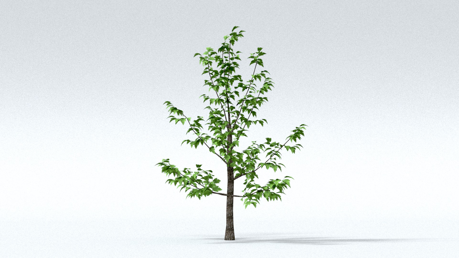 Laos Norway Maple Acer Platanoides 3D Model - TurboSquid 2515352