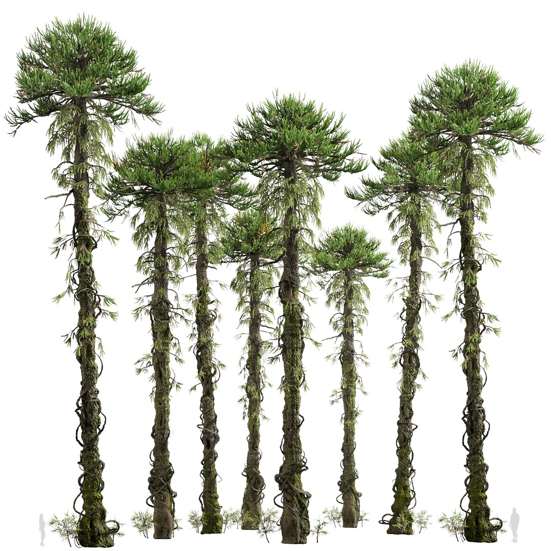 3D Set Of Araucaria Araucana Or Chilean Pine Tree - TurboSquid 1967497