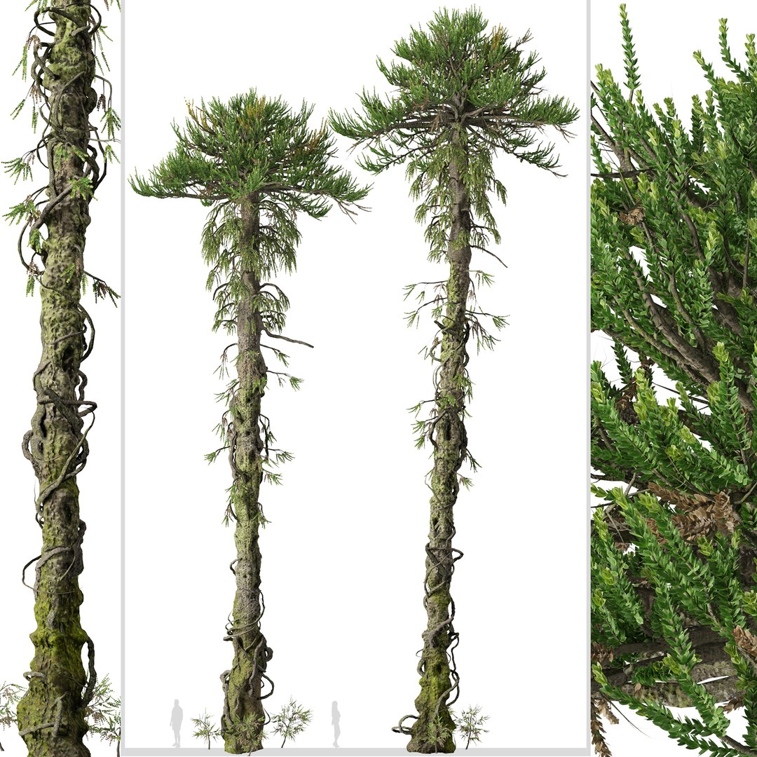 3D Set Of Araucaria Araucana Or Chilean Pine Tree - TurboSquid 1967497