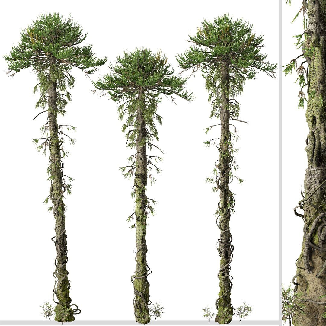 3D Set Of Araucaria Araucana Or Chilean Pine Tree - TurboSquid 1967497