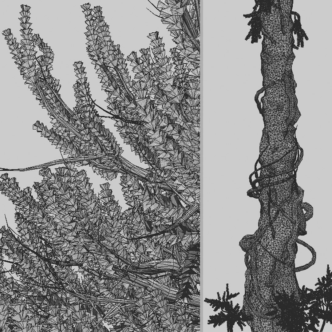 3D Set Of Araucaria Araucana Or Chilean Pine Tree - TurboSquid 1967497