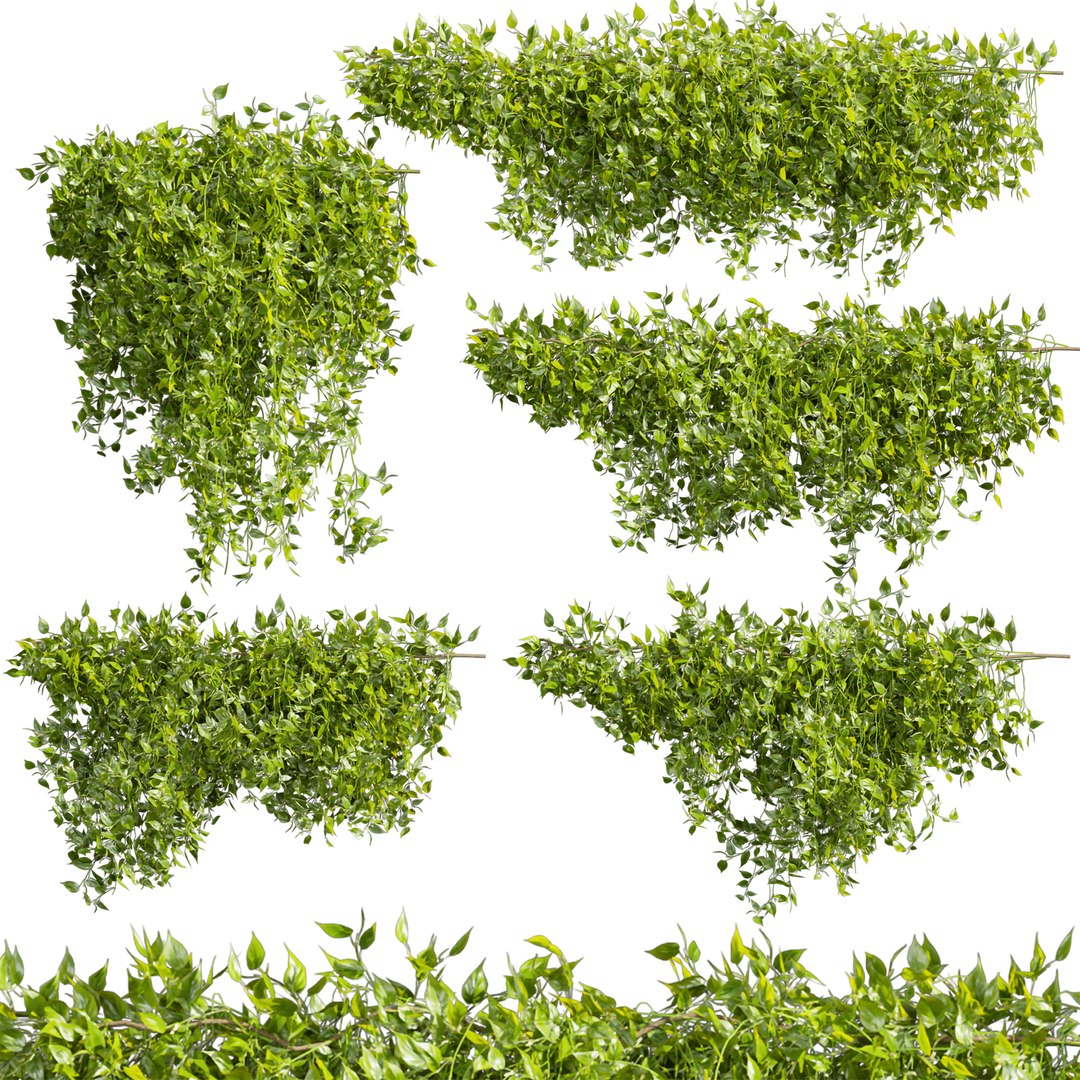 3D Collection plant vol 529 - bush - Outdoor - ivy - pothos model ...