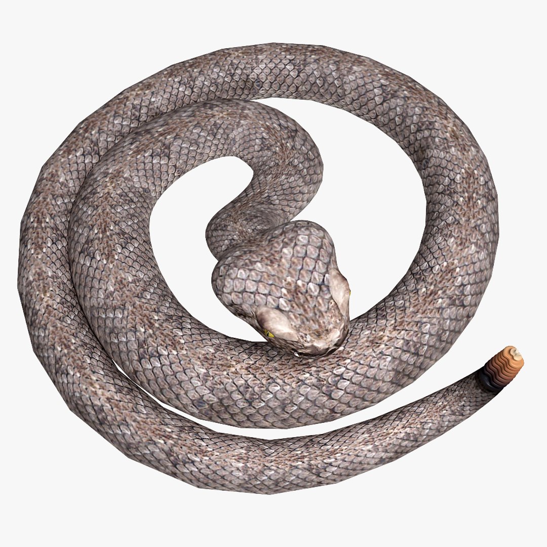 obj rattlesnake rattle snake