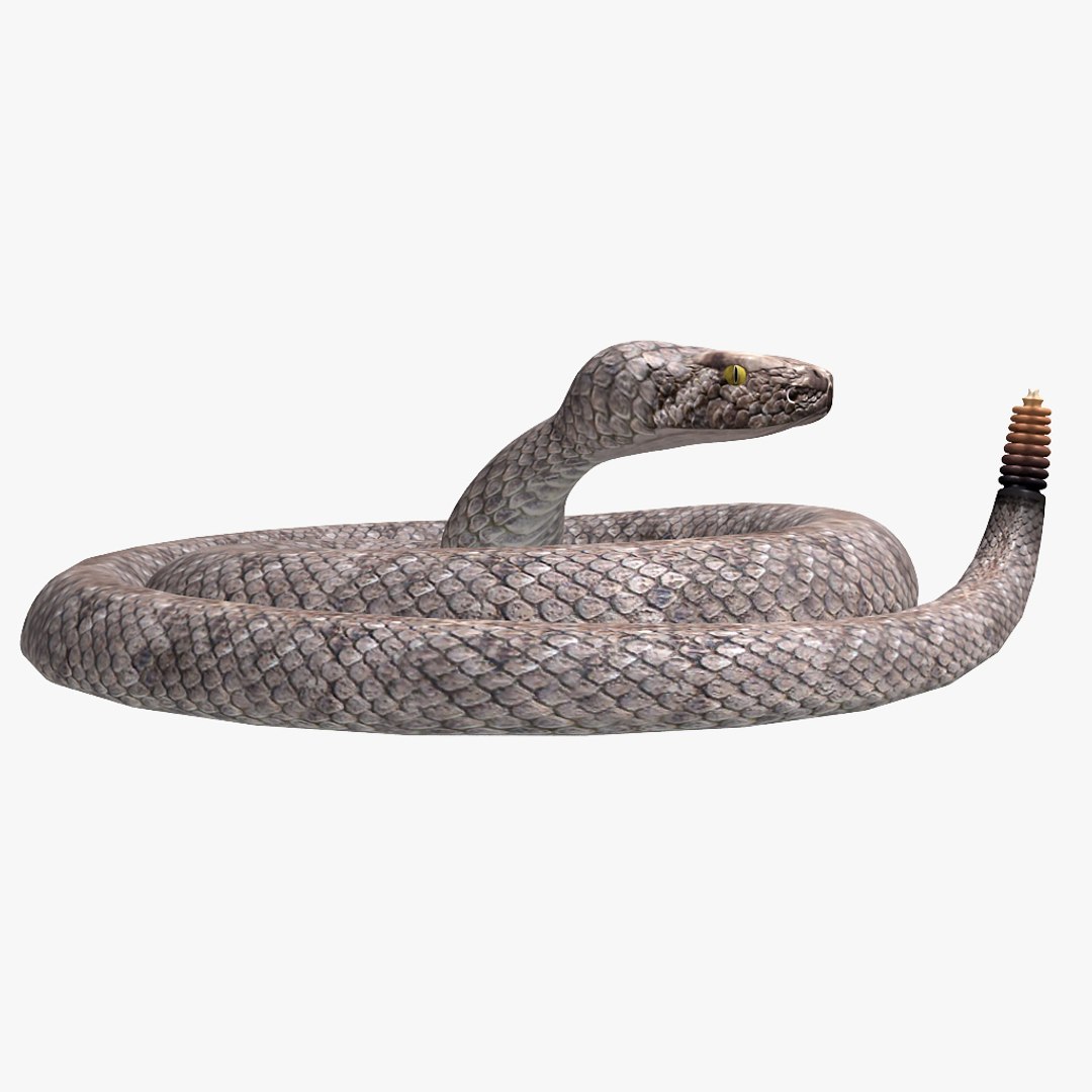 obj rattlesnake rattle snake