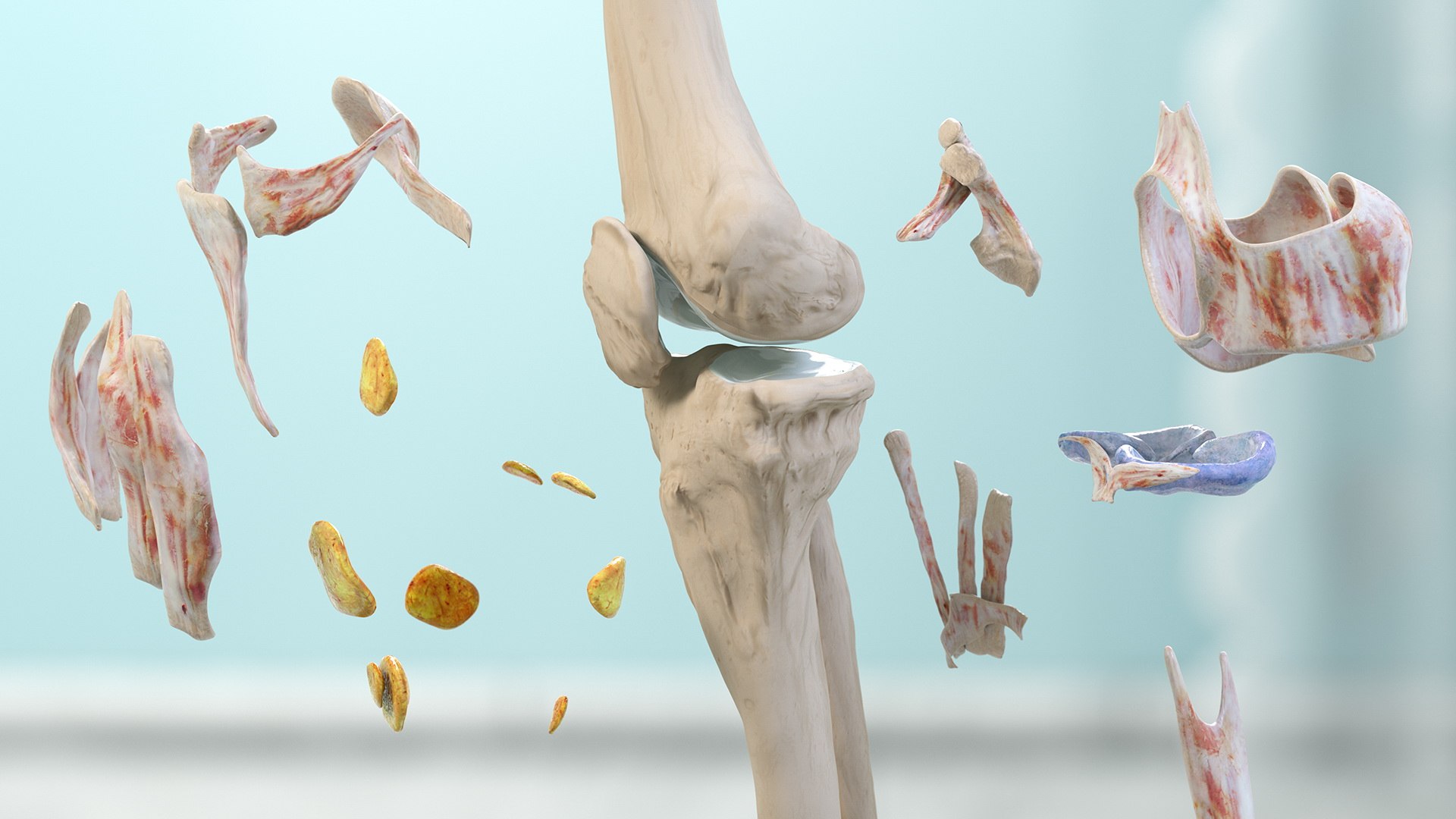3D human knee joint anatomy model - TurboSquid 1619046