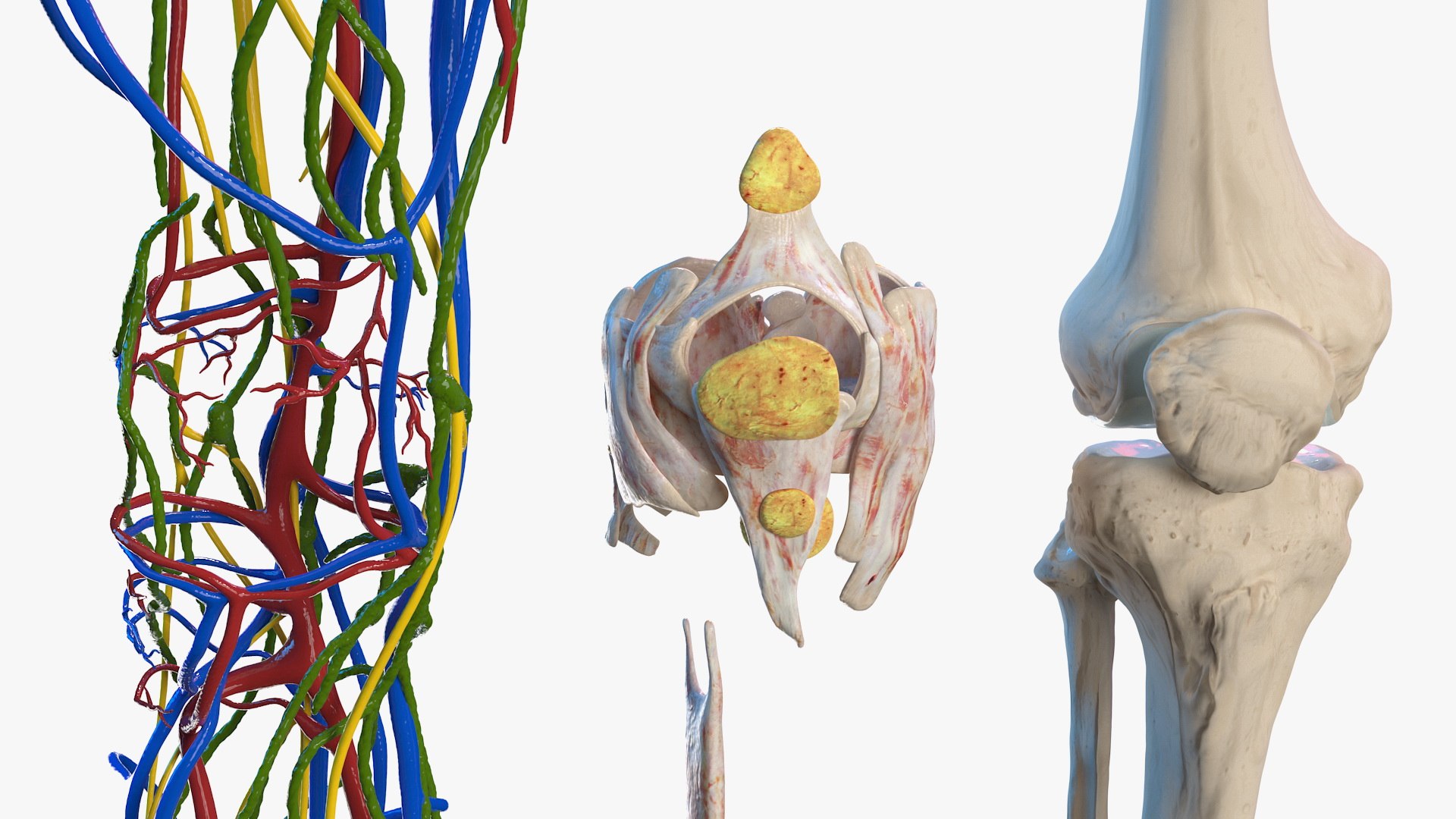 3D human knee joint anatomy model - TurboSquid 1619046