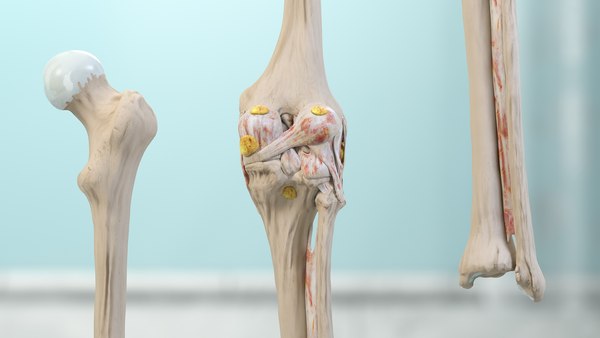 modelo 3d Anatomía de la articulación de la rodilla humana - TurboSquid ...
