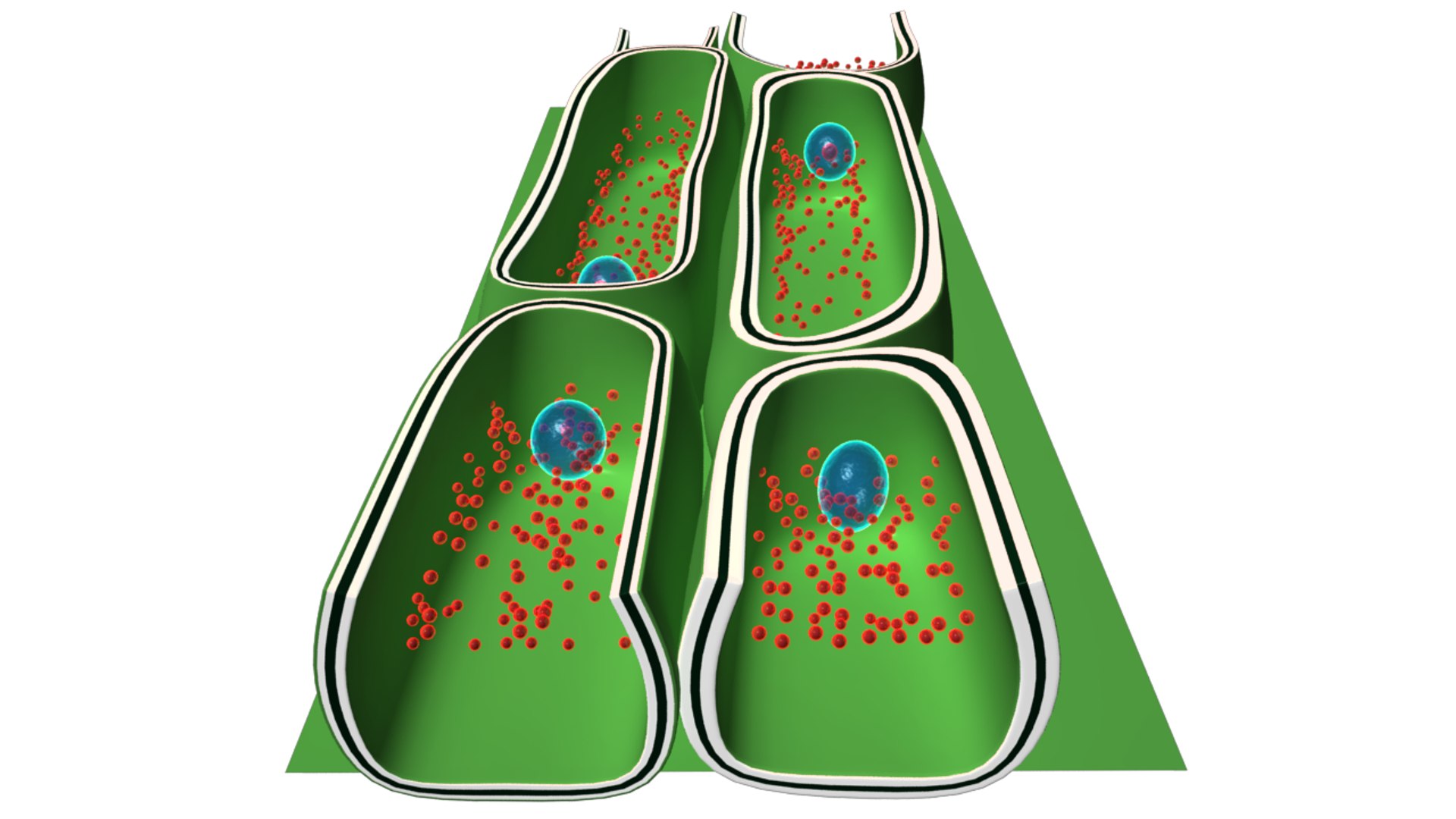 cell wall thickening 3d model