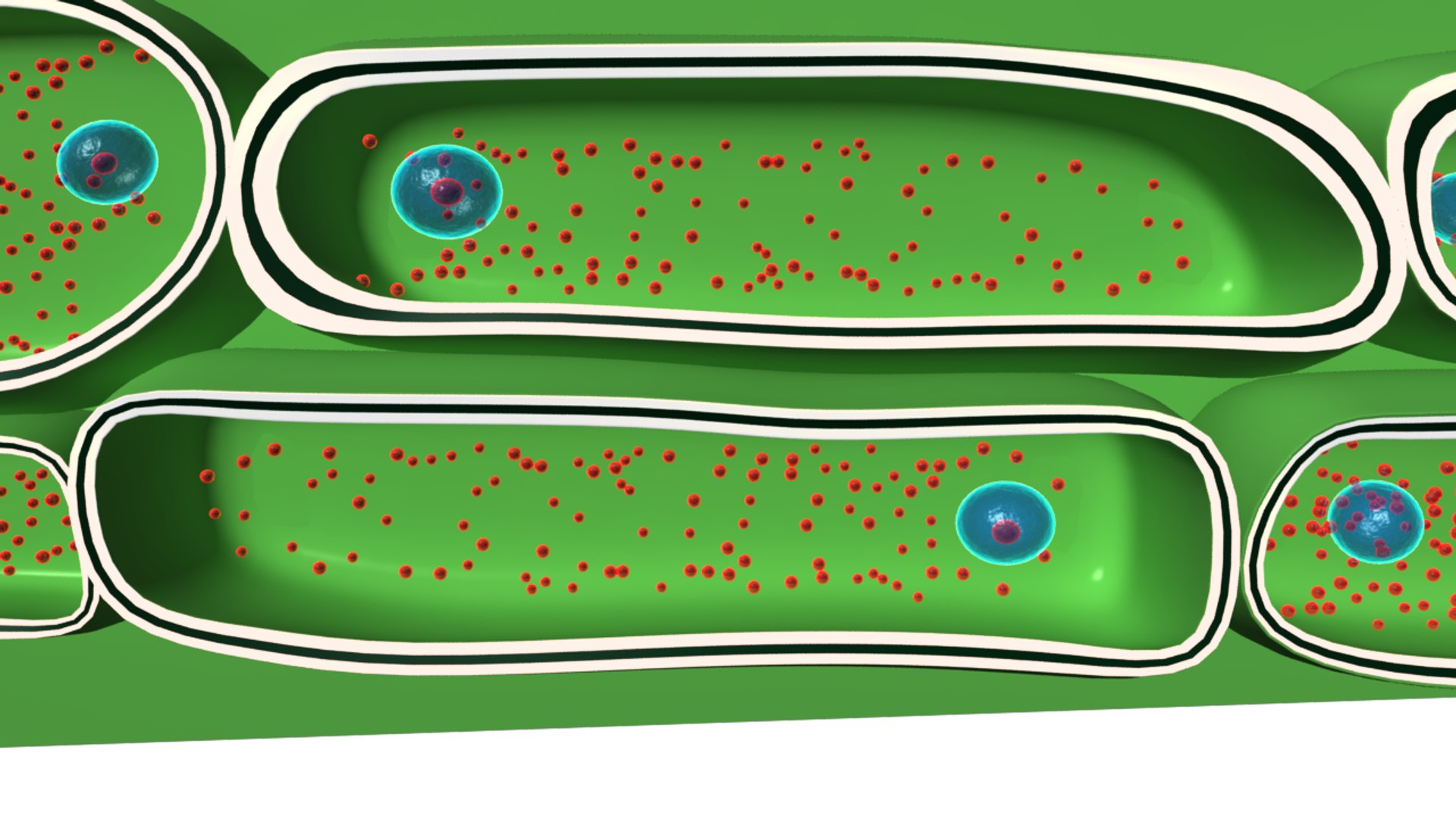 cell wall thickening 3d model