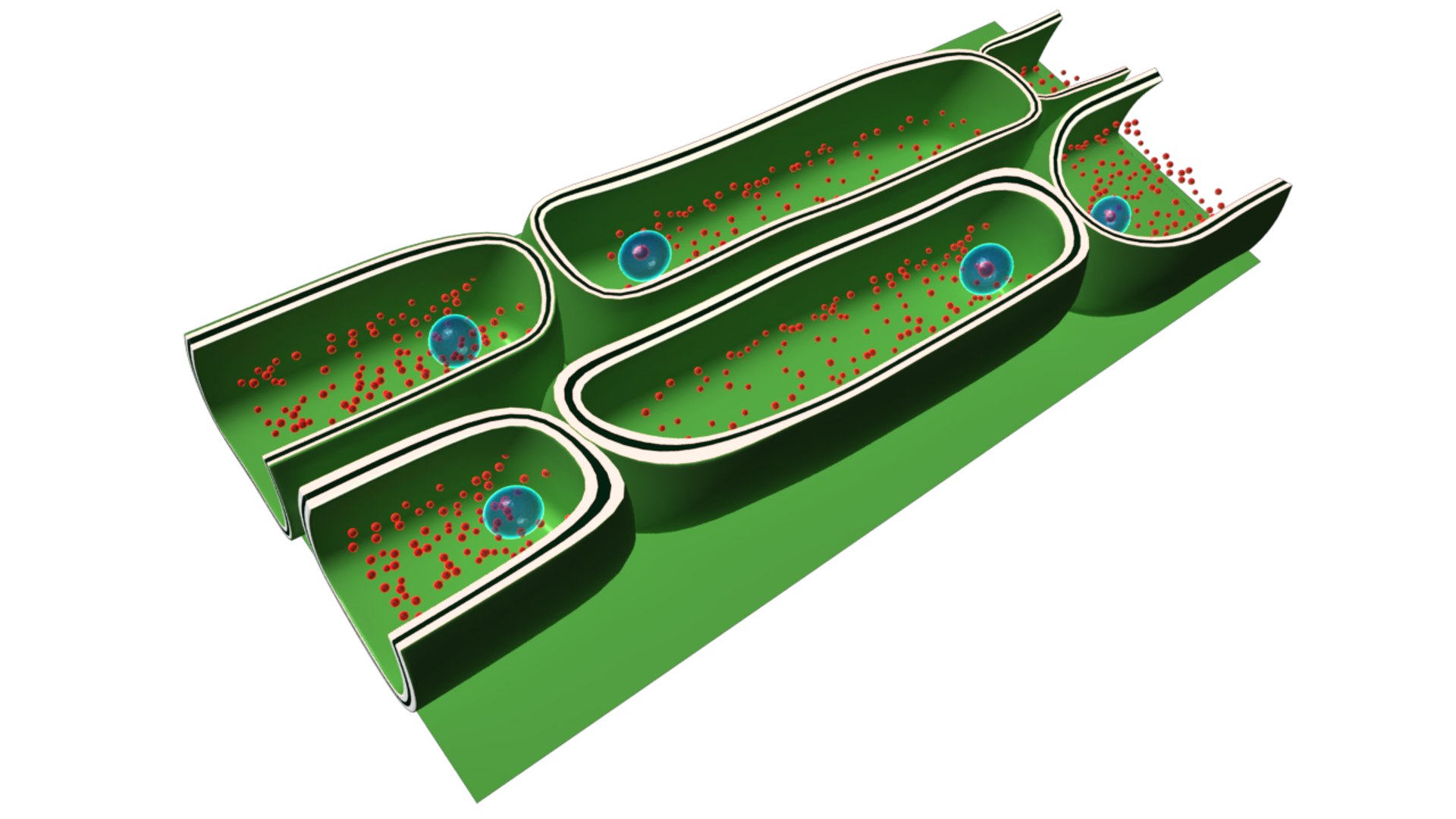 cell wall thickening 3d model