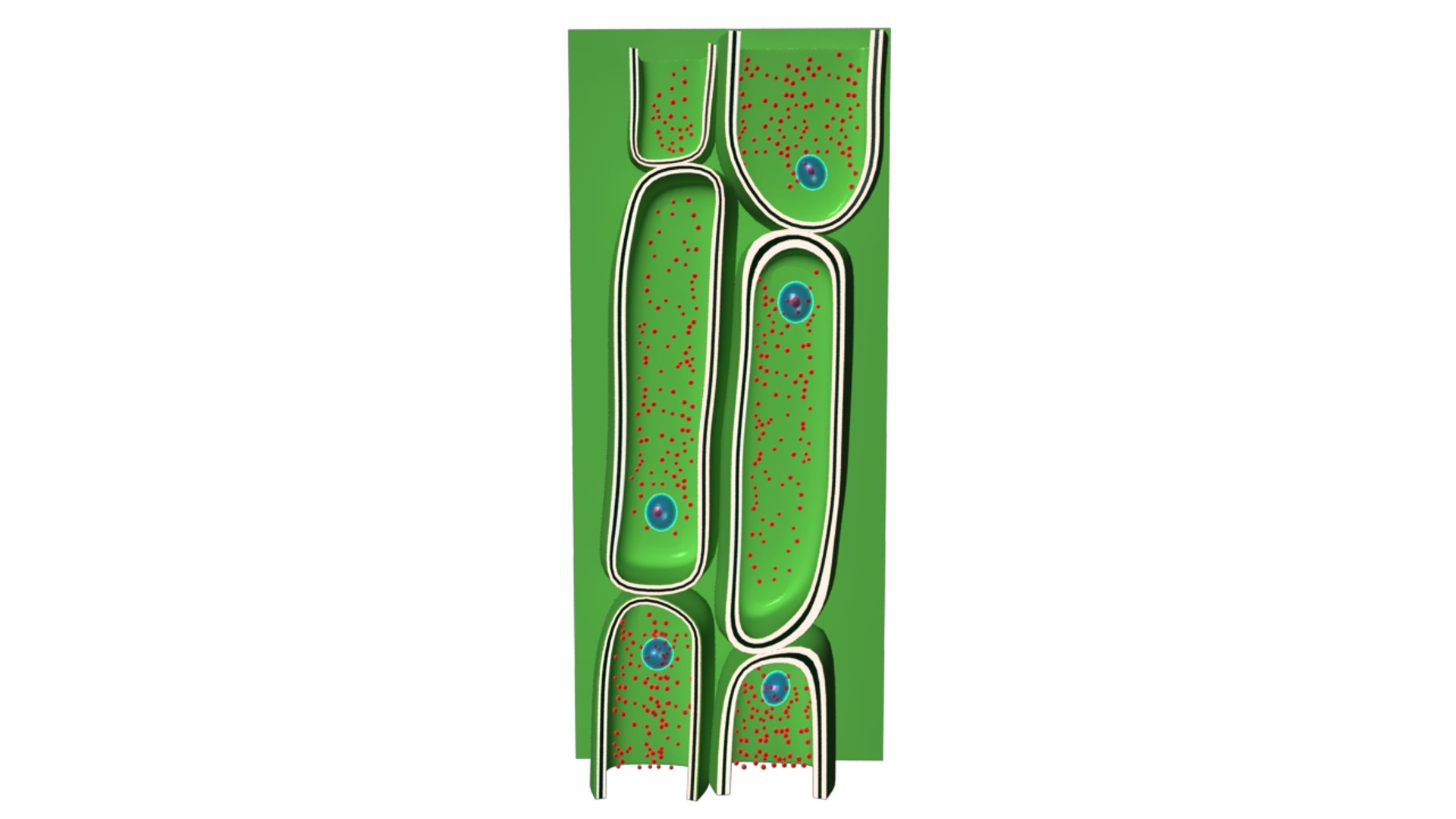 cell wall thickening 3d model