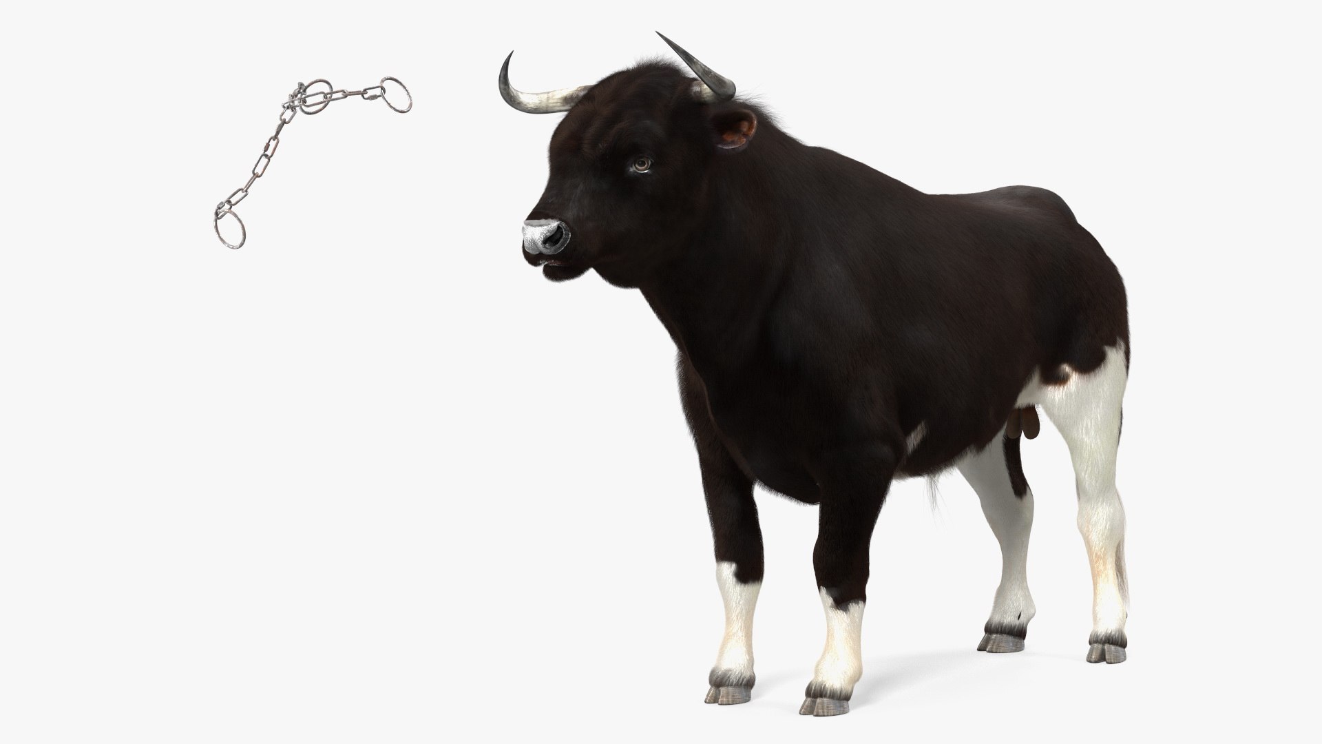 3D Bull With A Chain Fur - TurboSquid 2168177