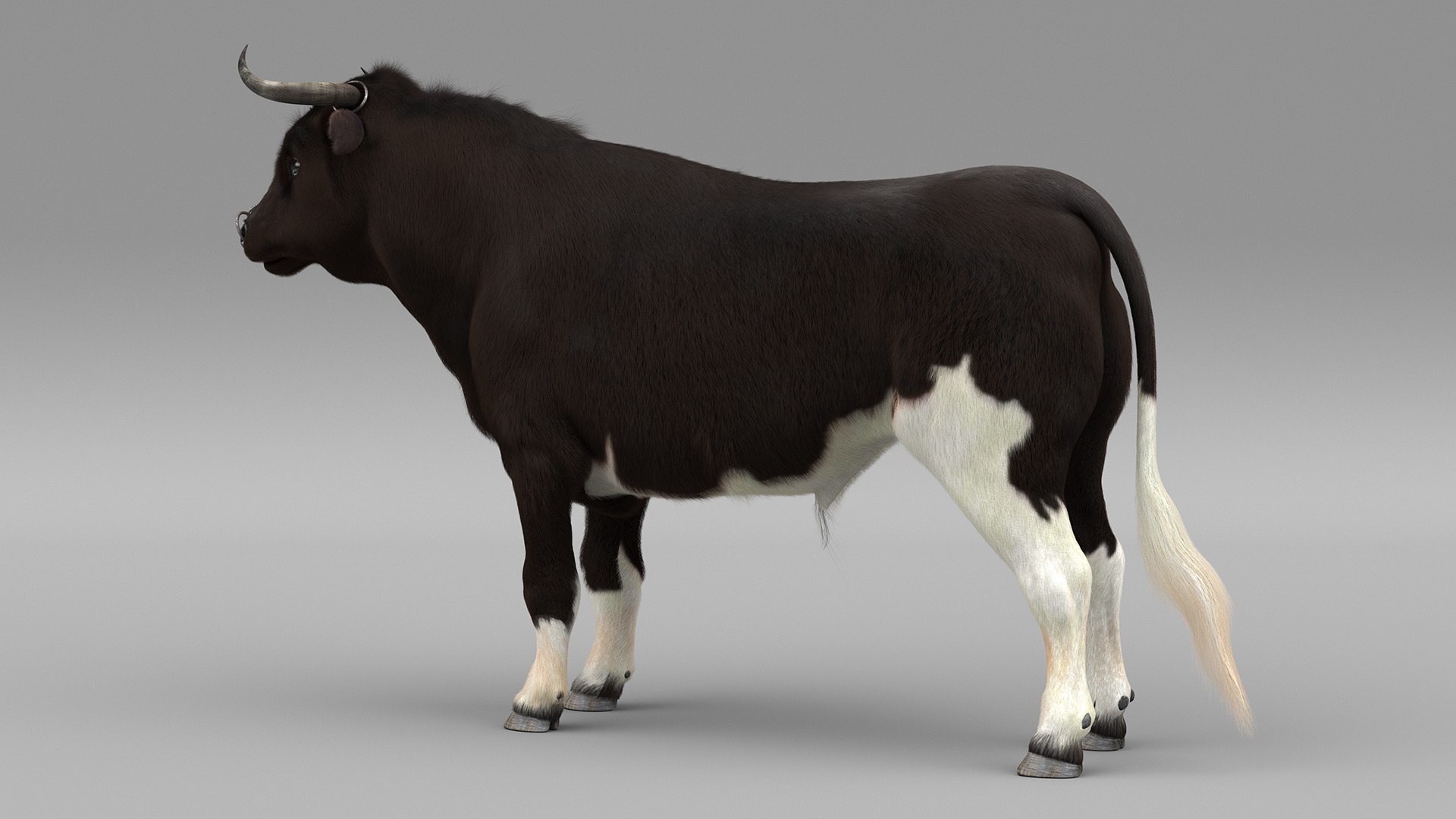 Rezensionen Fur Bull 2021