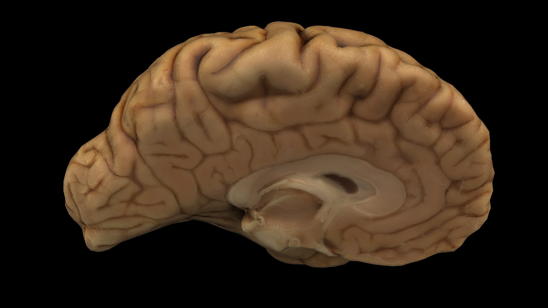 3D Model Human Brain 01 - TurboSquid 2144088