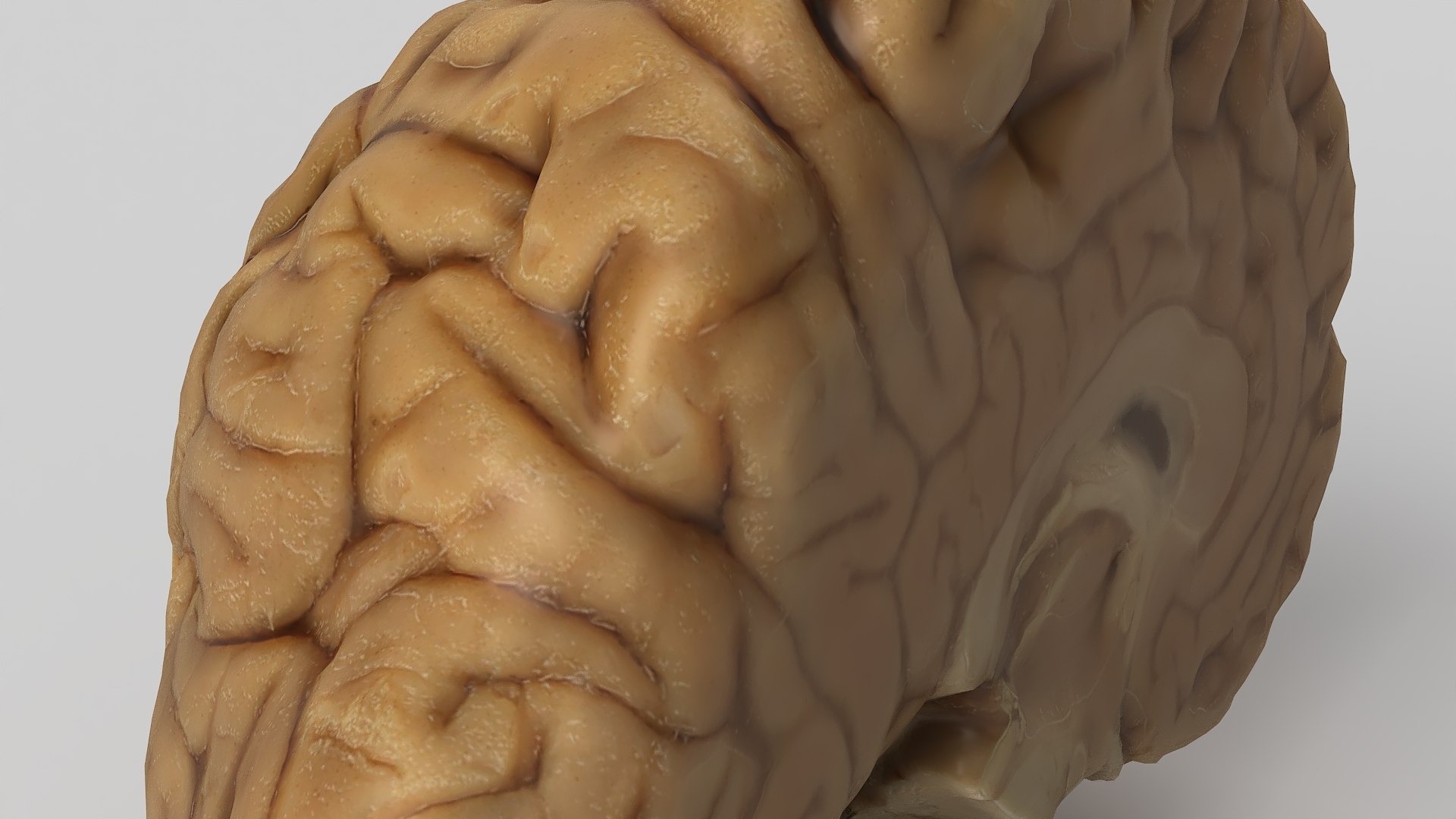 3D Model Human Brain 01 - TurboSquid 2144088