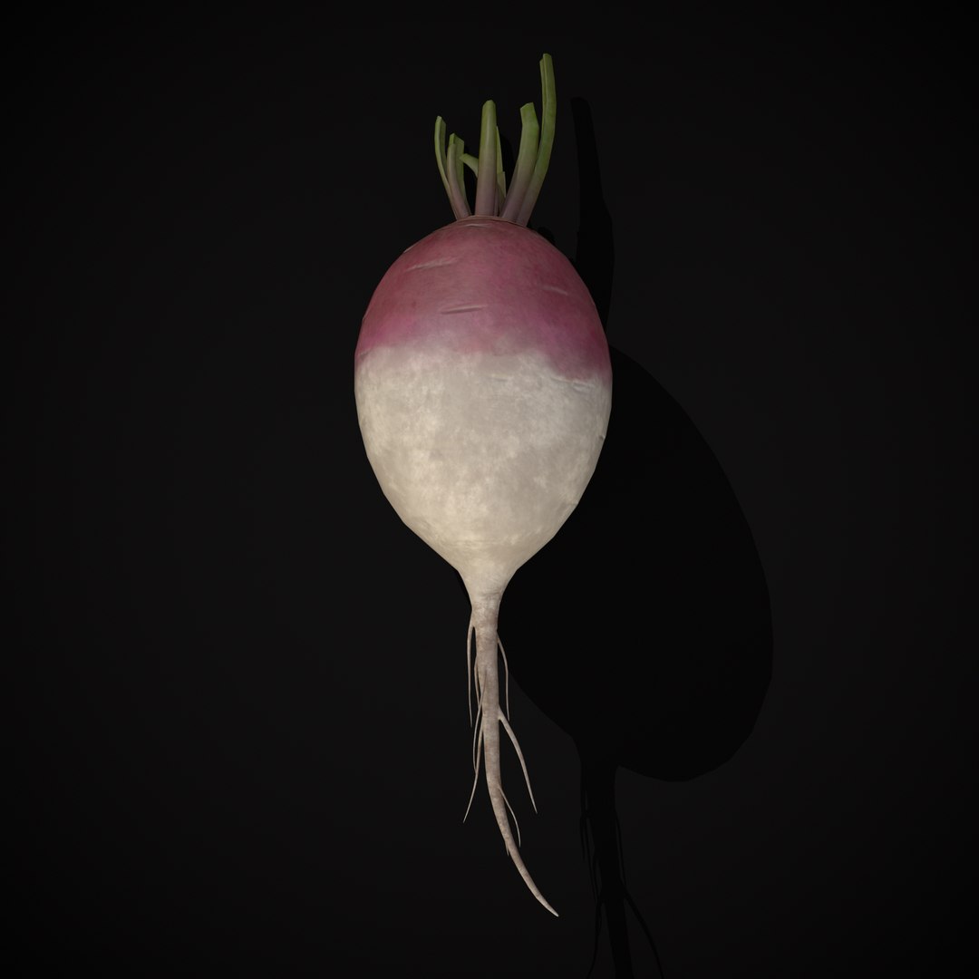 Purple Top White Globe Turnips 3D model - TurboSquid 1993494
